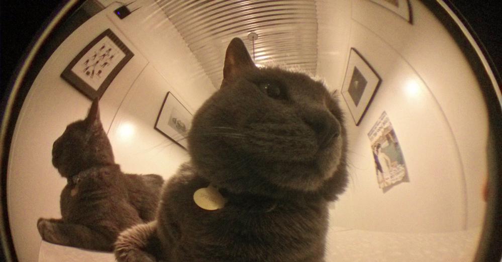 Shelly Black | Smartphone Fisheye